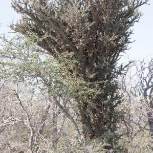 Alluaudia Comosa Plant Care & How to Grow, Water