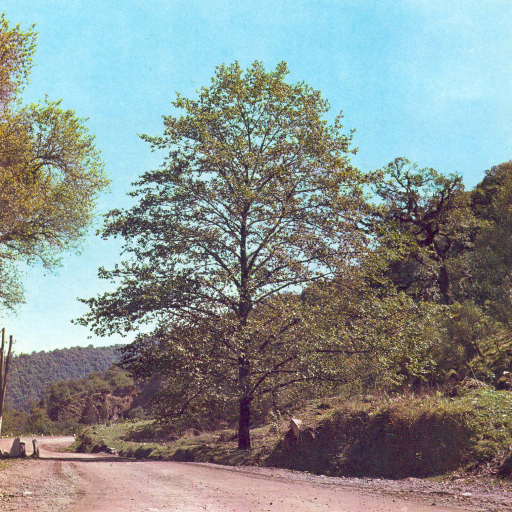 Alder (Alnus Acuminata) Plant Care & How to Grow, Water