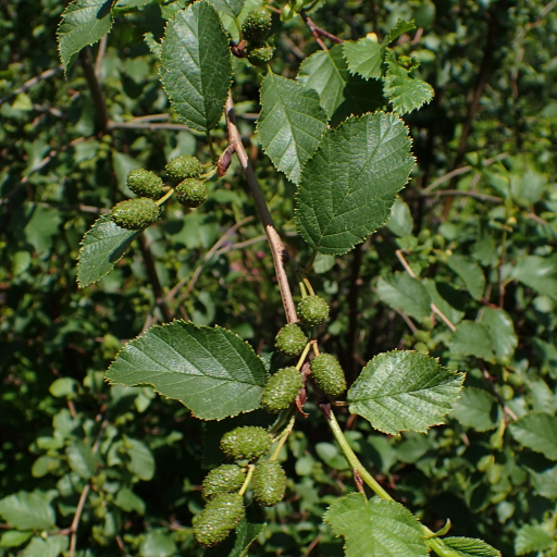 Green Alder (Alnus Alnobetula) Plant Care & How to Grow, Water