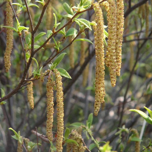 Japanese Green Alder (Alnus Firma) Plant Care & How to Grow, Water
