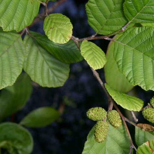 Grey Alder (Alnus Incana) Plant Care & How to Grow, Water