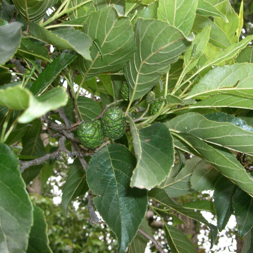 Japanese Alder (Alnus Japonica) Plant Care & How to Grow, Water