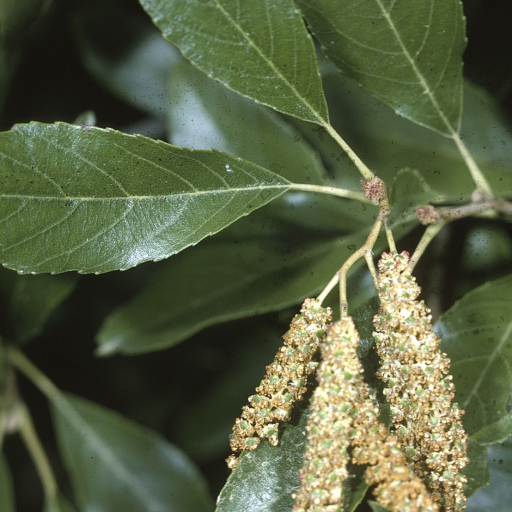 Seaside Alder (Alnus Maritima) Plant Care & How to Grow, Water
