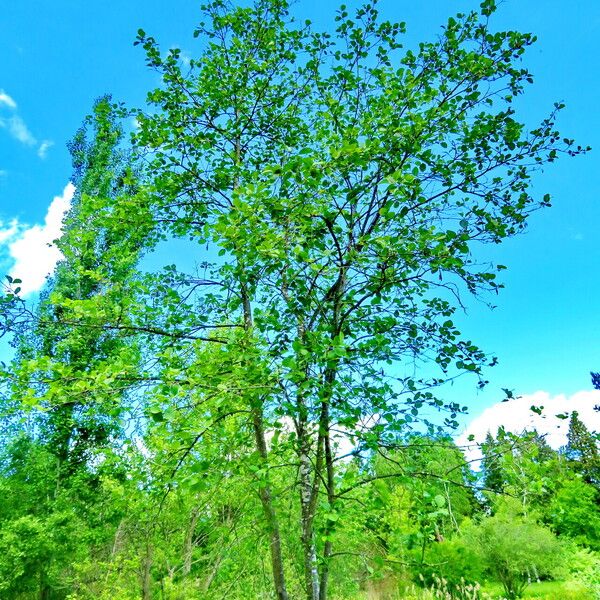Arizona Alder (Alnus Oblongifolia) Plant Care & How to Grow, Water