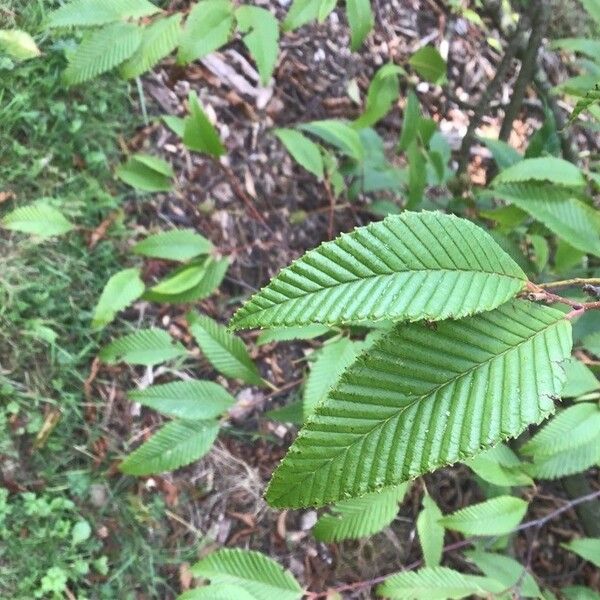Rhombie Leaf Alder (Alnus Pendula) Plant Care & How to Grow, Water