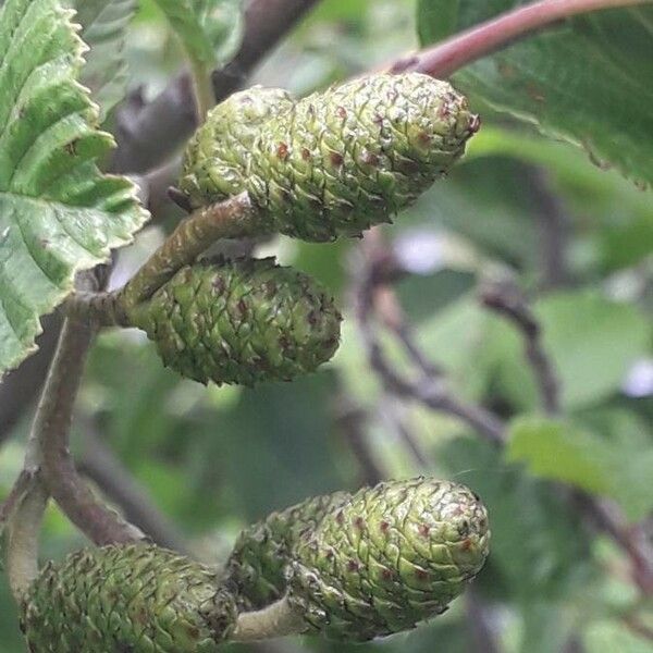 Hybrid Alder (Alnus × Pubescens) Plant Care & How to Grow, Water