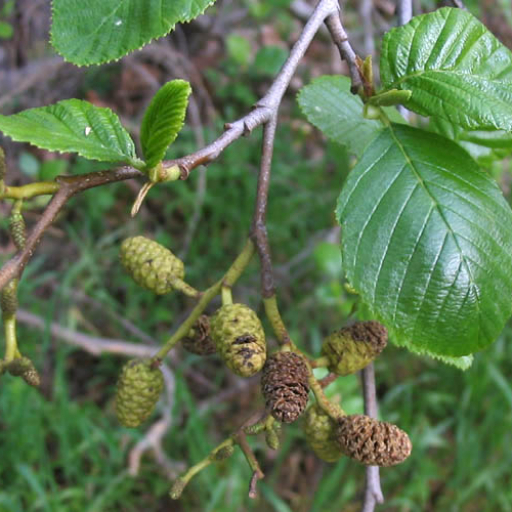 White Alder (Alnus Rhombifolia) Plant Care & How to Grow, Water