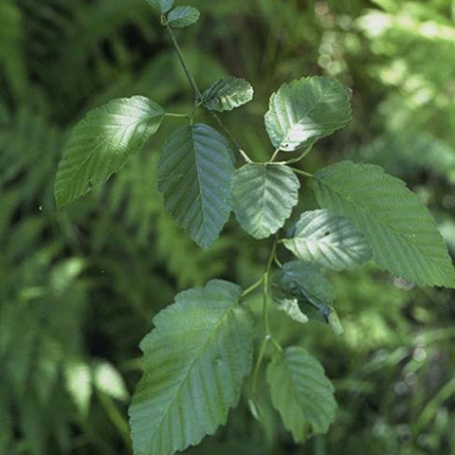 Red Alder (Alnus Rubra) Plant Care & How to Grow, Water