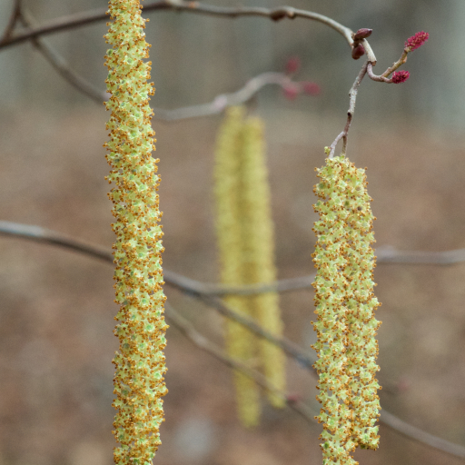 Hazel Alder (Alnus Serrulata) Plant Care & How to Grow, Water