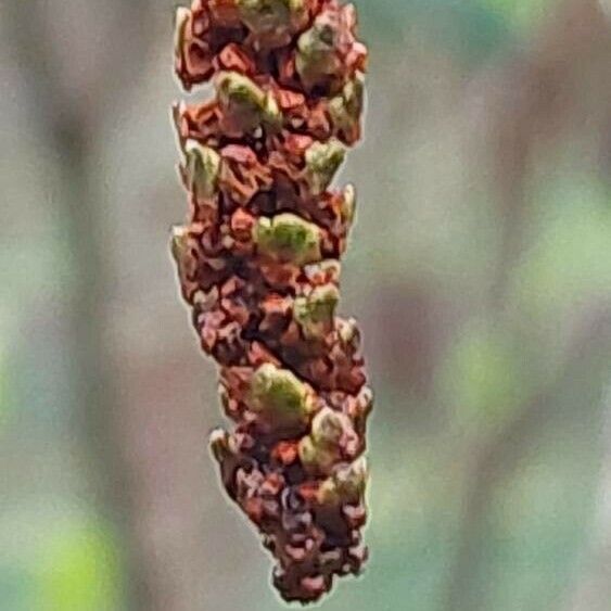Siebold Alder (Alnus Sieboldiana) Plant Care & How to Grow, Water