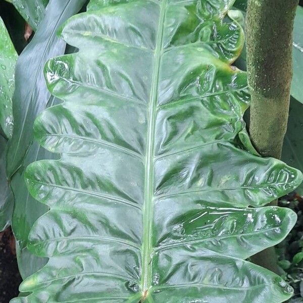 Alocasia Boa Care Guide: Water, Soil & Propagation - Plantiary