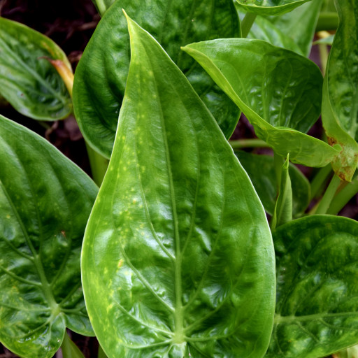 Buddha's Hand (Alocasia Cucullata) Plant Care & How to Grow, Water