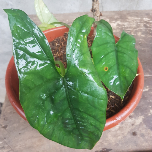 Alocasia (Alocasia Heterophylla) Plant Care & How to Grow, Water