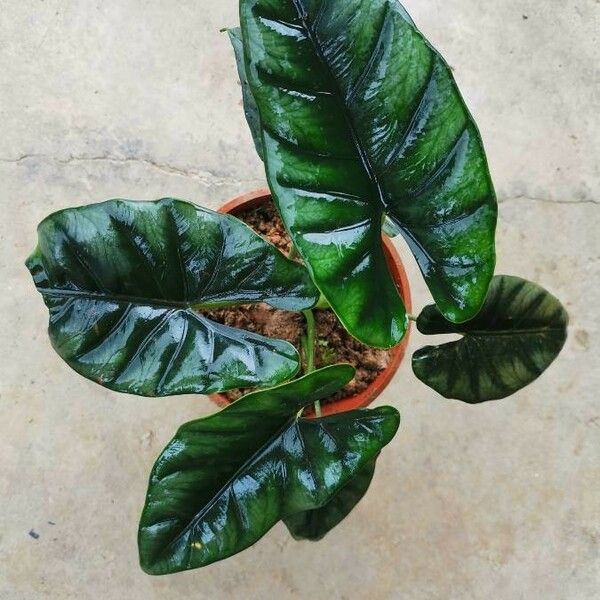 Jewel Alocasia (Alocasia Reversa) Plant Care & How to Grow, Water