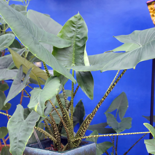 Zebra Alocasia (Alocasia Zebrina) Plant Care & How to Grow, Water