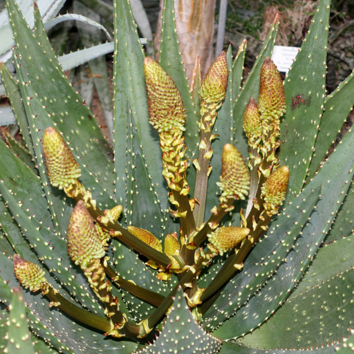 Ngopanie (Aloe Aculeata) Plant Care & How to Grow, Water