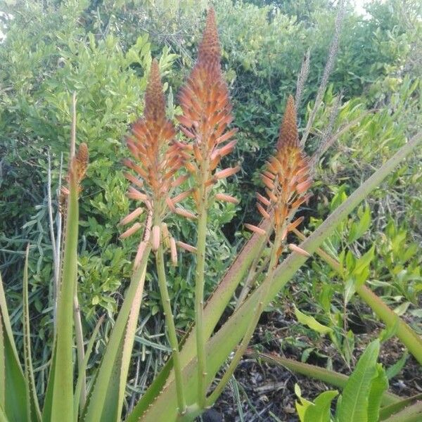 Aloe Alexandrei Plant Care & How to Grow, Water