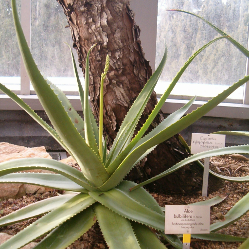 Aloe Bulbillifera Care Guide: Water, Soil & Propagation - Plantiary
