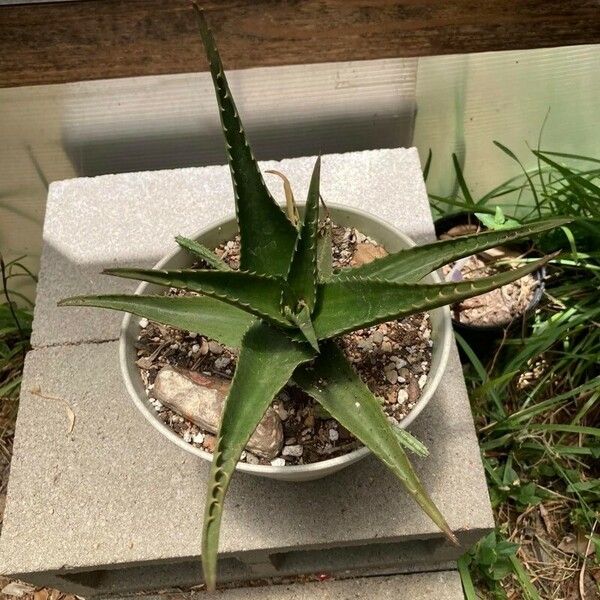 Aloe Bussei Plant Care & How to Grow, Water