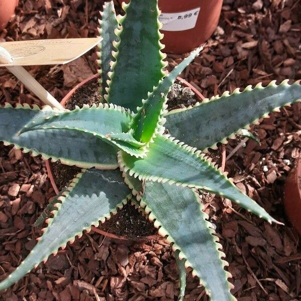 Mossel Bay Hybrid Aloe (Aloe × Caesia) Care Guide: Water, Soil ...