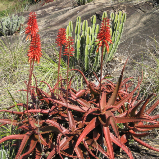 Red Aloe (Aloe Cameronii) Plant Care & How to Grow, Water