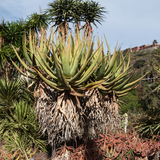 Cat's Tail Aloe (Aloe Castanea) Plant Care & How to Grow, Water