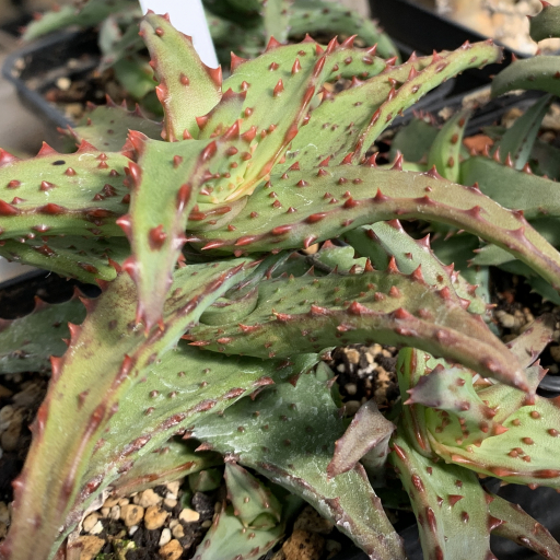Star Aloe (Aloe Castilloniae) Plant Care & How to Grow, Water