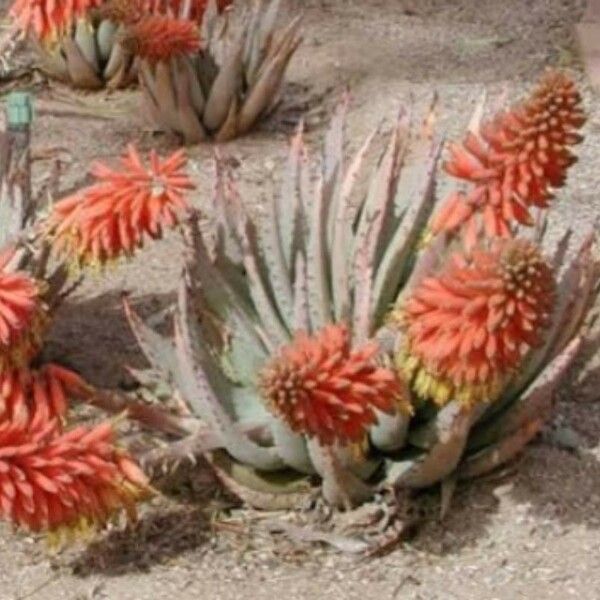 Canon Aloe (Aloe Claviflora) Plant Care & How to Grow, Water