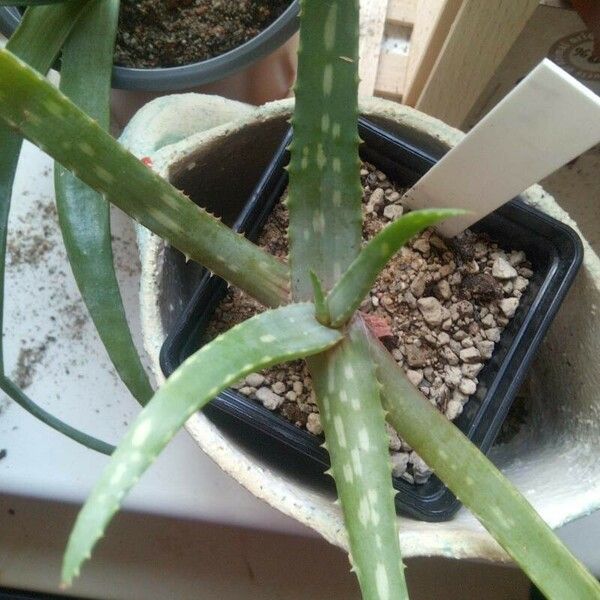 Congdon's Aloe (Aloe Congdonii) Plant Care & How to Grow, Water