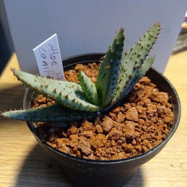Candlestick Aloe (Aloe Conifera) Plant Care & How to Grow, Water