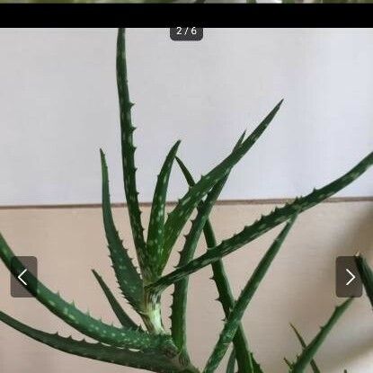 Dawei Aloe (Aloe Dawei) Plant Care & How to Grow, Water