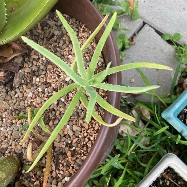 Aloe Decaryi Care Guide: Water, Soil & Propagation - Plantiary
