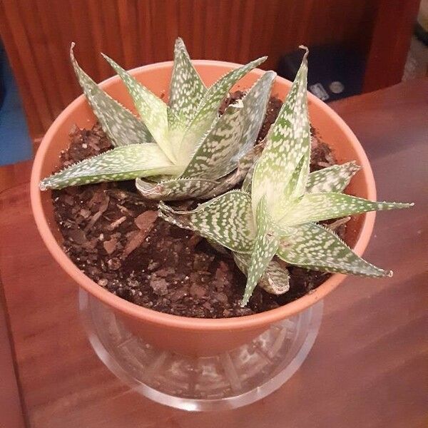 Aloe Deltoideodonta Plant Care & How to Grow, Water