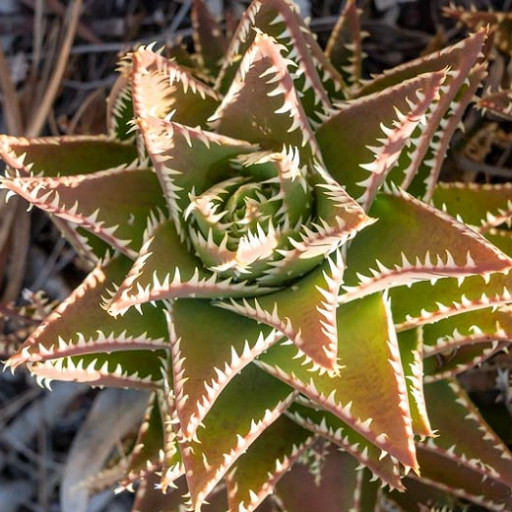 Short-Leaved Aloe (Aloe Distans) Plant Care & How to Grow, Water