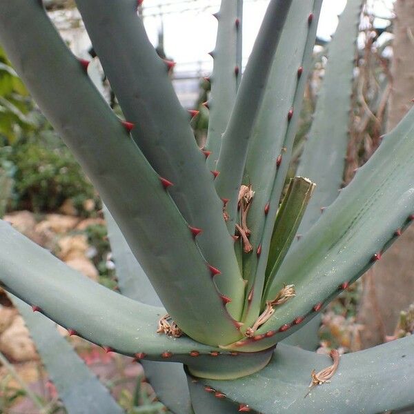 Aloe (Aloe Divaricata) Plant Care & How to Grow, Water