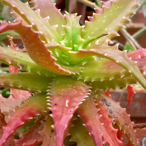 Sunset Aloe (Aloe Dorotheae) Plant Care & How to Grow, Water