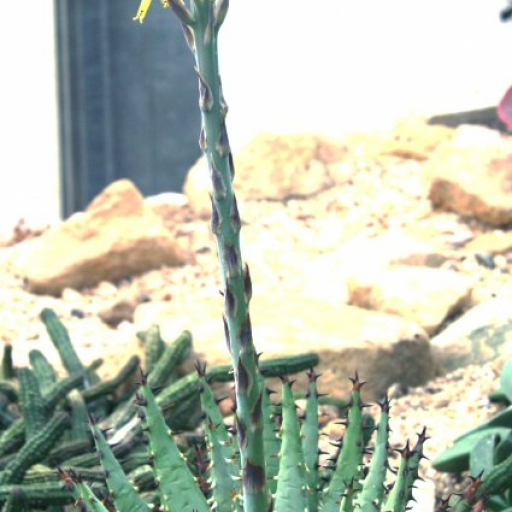 Aloe Erinacea Plant Care & How to Grow, Water