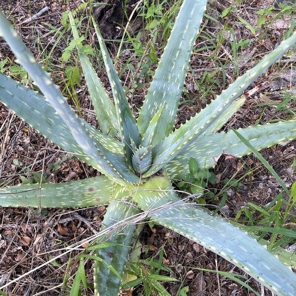 Dishashanogha (Aloe Esculenta) Care Guide: Water, Soil & Propagation ...