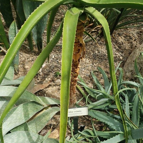 Aloe Eximia Plant Care & How to Grow, Water