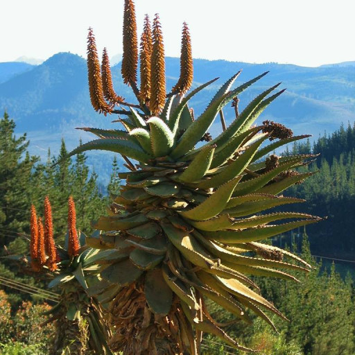 Cape Aloe (Aloe Ferox) Plant Care & How to Grow, Water