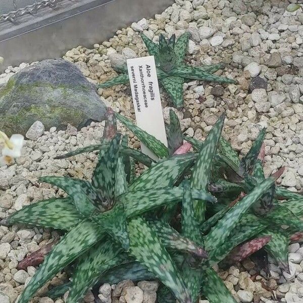 Fragile Aloe (Aloe Fragilis) Plant Care & How to Grow, Water