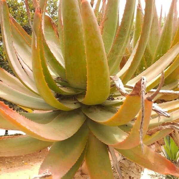 Blue Aloe (Aloe Glauca) Plant Care & How to Grow, Water