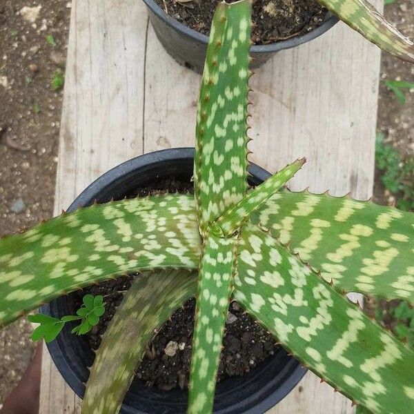 Ground Spotted Aloe (Aloe Greenii) Plant Care & How to Grow, Water