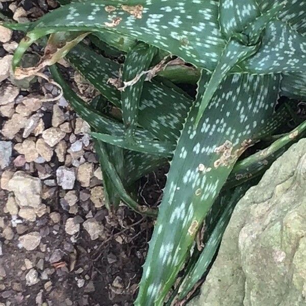 Aloe Grisea Plant Care & How to Grow, Water