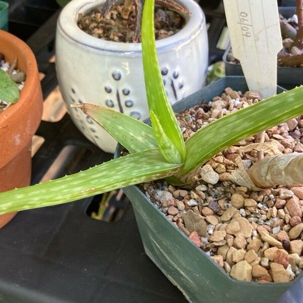 Aloe Inamara Care Guide: Water, Soil & Propagation - Plantiary