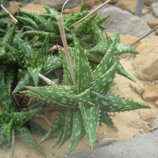Aloe Jucunda Plant Care & How to Grow, Water