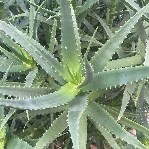 Kenyan Aloe (Aloe Kedongensis) Plant Care & How to Grow, Water