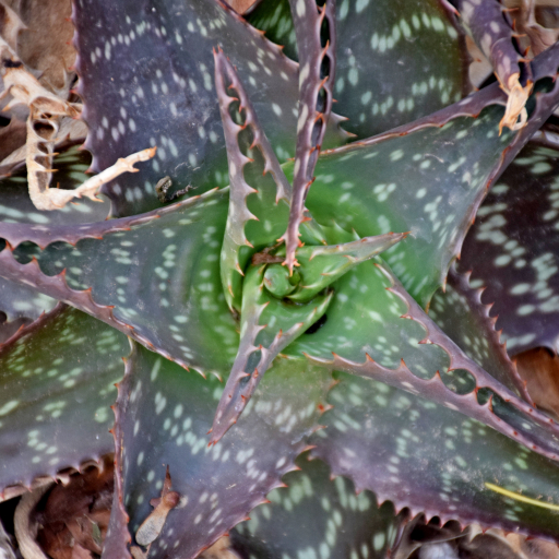 Aloe Vera (Aloe Lateritia) Plant Care & How to Grow, Water