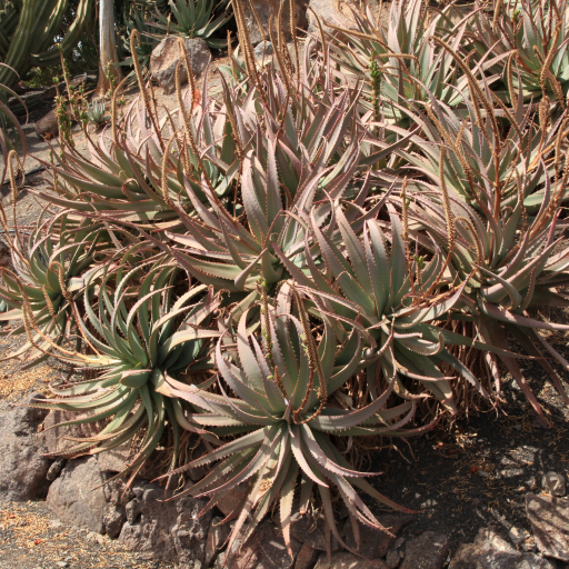Luanda Tree Aloe (Aloe Littoralis) Care Guide: Water, Soil ...