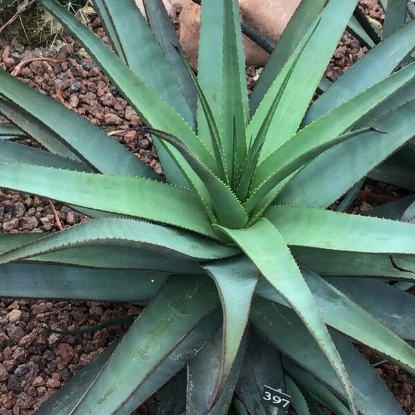 Yellow Aloe (Aloe Lutescens) Plant Care & How to Grow, Water